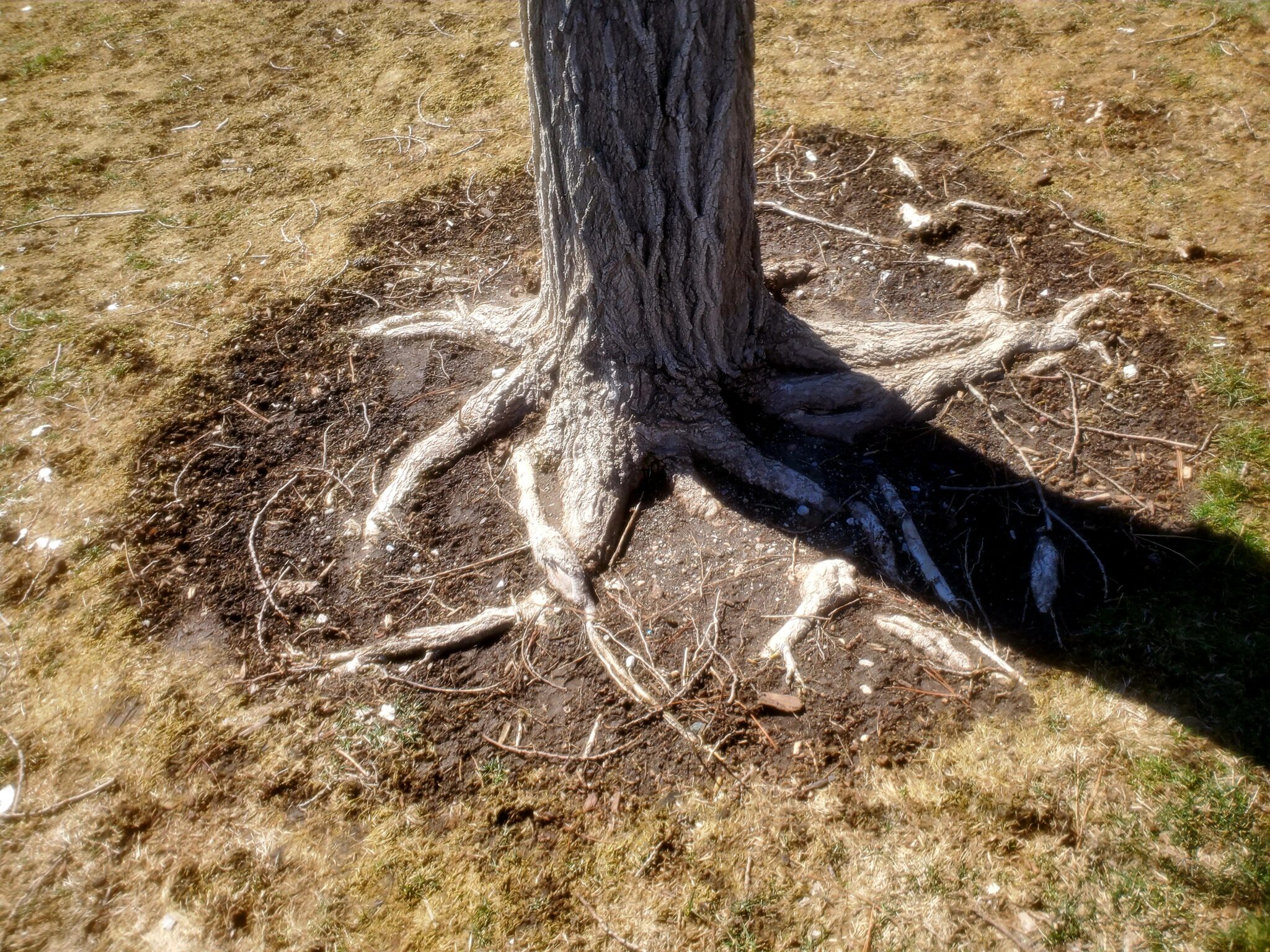 Root flare Important to Tree Stability - Canopy Tree Service